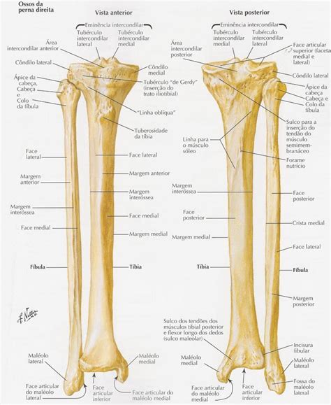 Tibia And Fibula Anatomy Artofit
