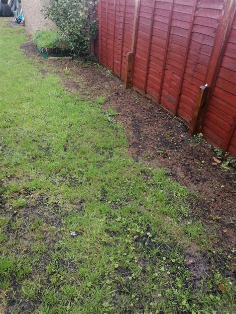 New Grass Issues Rlandscaping