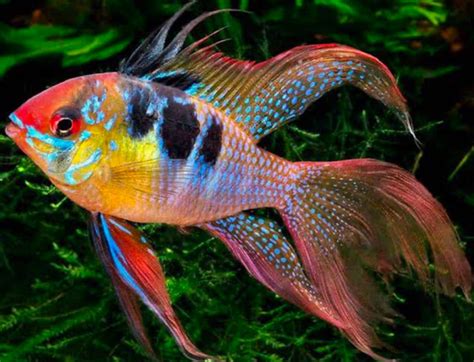Top 15 Stunning Discus Fish Types For Your Aquarium Aquanswers