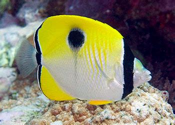 Chaetodontidae