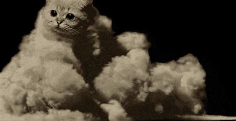 是什么导致了猫猫放屁很臭 知乎