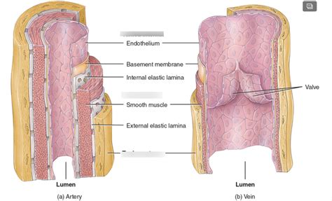 Bio 131 Midterm Diagram Quizlet