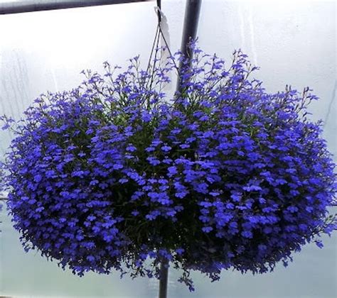 100 Variety Trailing Lobelia Sapphire Trailing Blue Flower Etsy