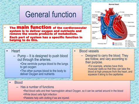 PPT The Function Of The Cardiovascular System PowerPoint Presentation ID 3013836