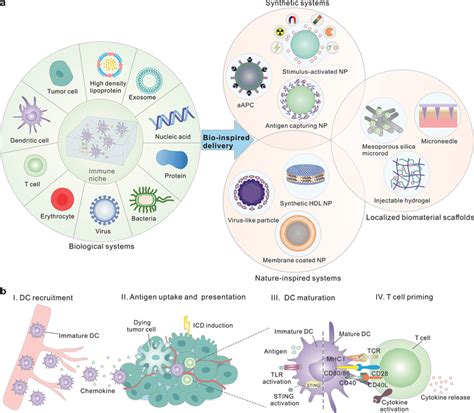 A Schematic Illustration Of Developing Bioinspired And Biomimetic