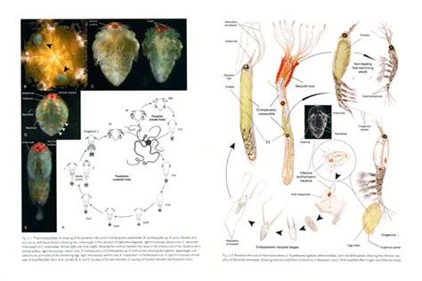 Atlas Of Crustacean Larvae Nokomis