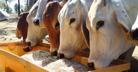 Quality And Quantity Crucial Considerations Qld