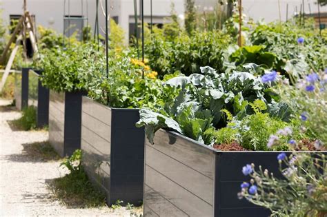 Premium Photo Raised Beds In Urban Garden With Growing Plants Organic