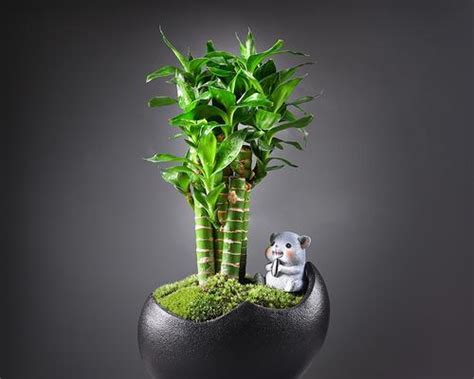 富贵竹盆栽的养护技巧打造生机勃勃的富贵竹小世界 花植网