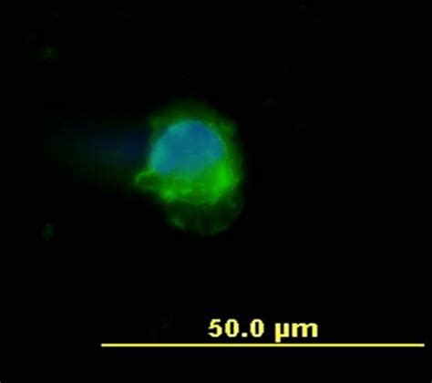 Cytotoxic T Cell Surface Marker Antibody Panel Facs Arg30162