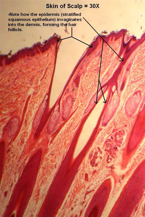 Skin Of Scalp Tutorial Histology Atlas For Anatomy And Physiology