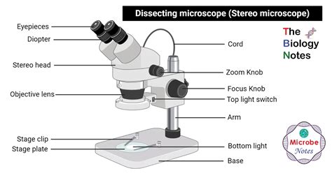 Exercise 3 The Microscope Review Sheet