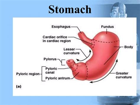 Git System Anatomy And Physiology Pptx Ear Nose And Throat