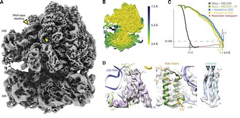 Cryo Em In Molecular And Cellular Biology Molecular Cell