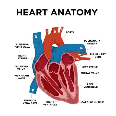 Heart Anatomy Diagram Human Heart Structure Labelled Heart Half In