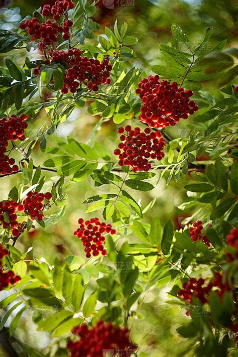 Ashberry上的山灰在轻垂直近距离