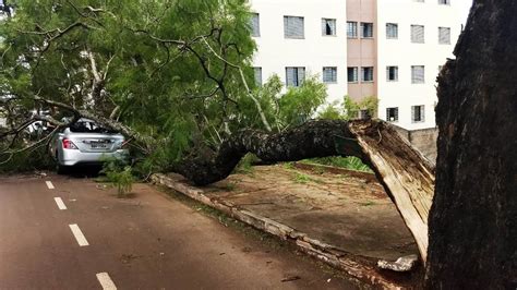 Perigo anunciado Novamente árvore gigante cai em cima de veículo