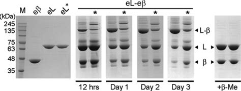 Full Length Mutl And β Form A Specific Complex In Solution E Coli Download Scientific Diagram