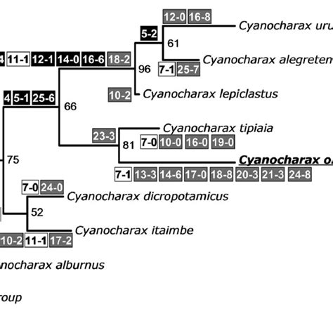 phylogenetic tree obtained from the mp analysis of the 25 morphological