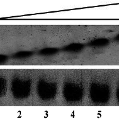 The Human Telomeric G4 Dna 30 μm Is Incubated In The Absence Lane 1