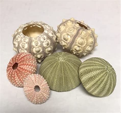 Sea Urchin Air Plant Holders 6 Pack Varieties Of Sea Urchins Shells Kit