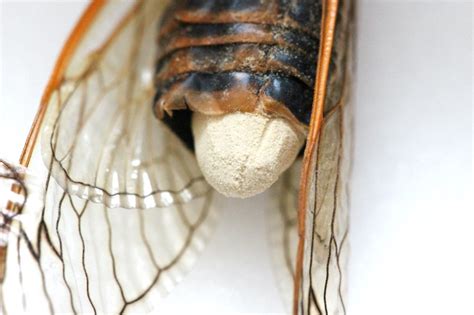 Cicada Myths Cicada Mania