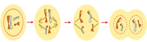 Мітоз Мейоз Тест з біології «На Урок