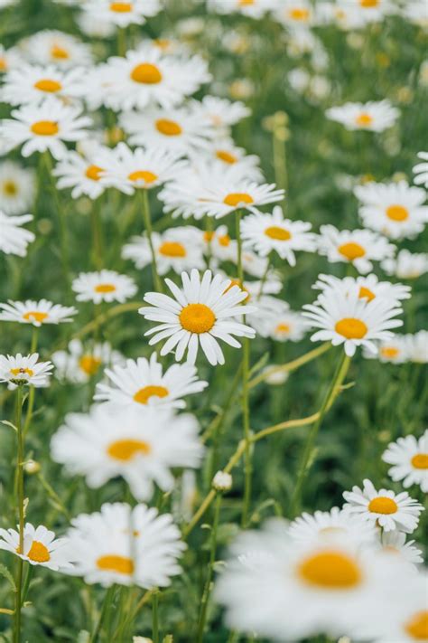 제주 서쪽 여행 무료 관광지 샤스타데이지 양귀비 장미 등 숨은 명소 추천 네이버 블로그