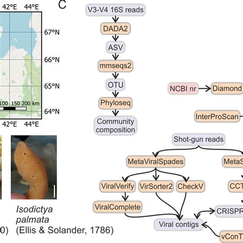 Samples Collection And Data Analysis Pipeline A Samples Of Marine Download Scientific