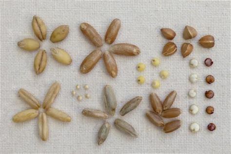 Spelt Berries Vs Wheat Berries What S The Difference 2025