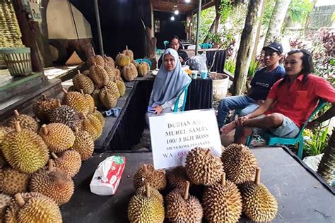 Duren Murel Samba Paling Diminati Pecinta Durian Sehari Habis Tiga