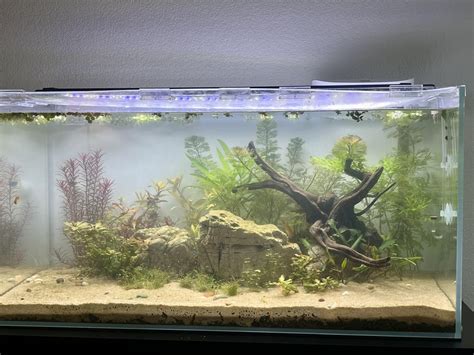 Apistogramma Agassizii Female On Female Aggression R Aquariums