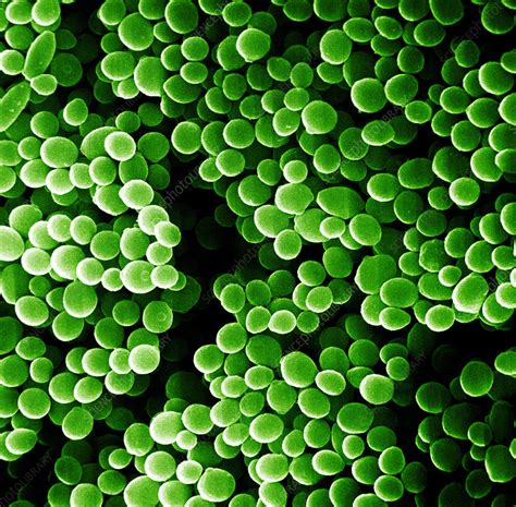 Staphylococcus Aureus Sem Stock Image C0282524 Science Photo