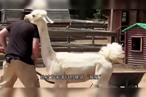 主人趁二哈睡着给它剃毛，二哈醒来发现后大闹，主人看得哭笑不得主人