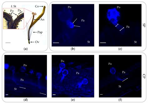Microscopic And Transcriptomic Analysis Of Pollination Processes In