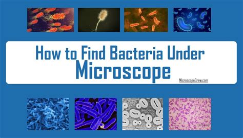 How To Identify Bacteria Under Microscope Microscope Crew