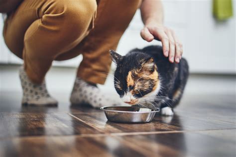The 7 Best Wet Foods For Your Kitten In 2022