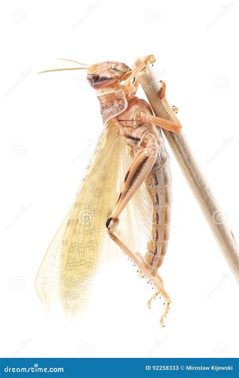 Locust Desert Locust Schistocerca Gregaria Stock Image Image Of
