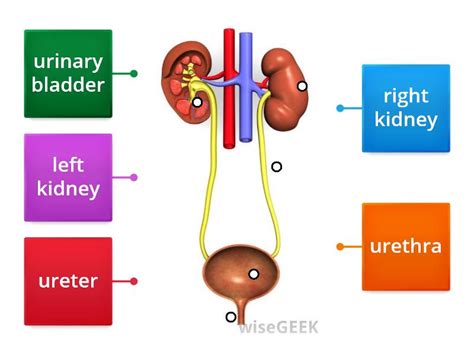 Label The Diagram Of Excretory System Labelled Diagram