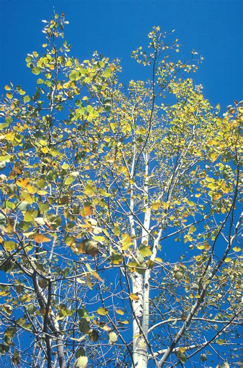 Populus Tremuloides Quaking Aspen Quaking Poplar Go Botany