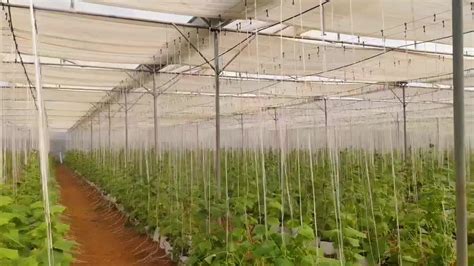 Ramprasath R On Linkedin Protectedcultivation Hydroponics Farming
