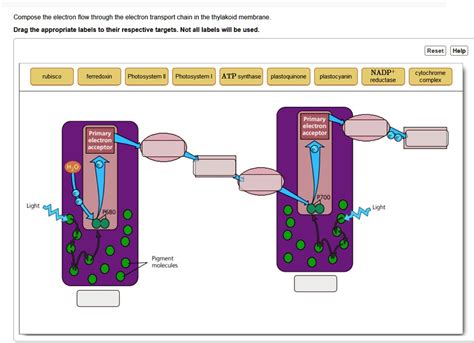 Compose The Electron Flow Through The Electron Transport Chain In The