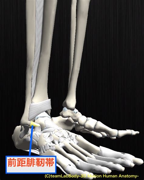 足関節の靱帯である前距腓靭帯と三角靭帯とは？！ 捻挫についてもご紹介！ 一寸先は痛み！理学療法士が作る痛みと原因の説明書！