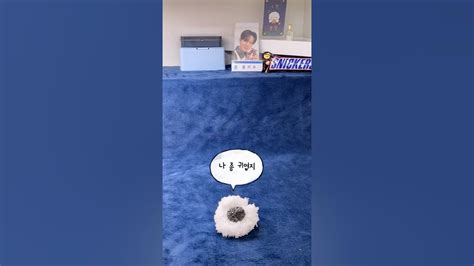 돌슈 둥지 만들어주기 얀쿄는 반려돌있어 1일3영 애완돌 반려돌 캐럿 네이비 돌슈 돌 집 만들기 Youtube