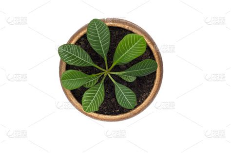 大戟科 植物 收容所 自然 看 水平画幅 无人 植物学 叶子 摄影