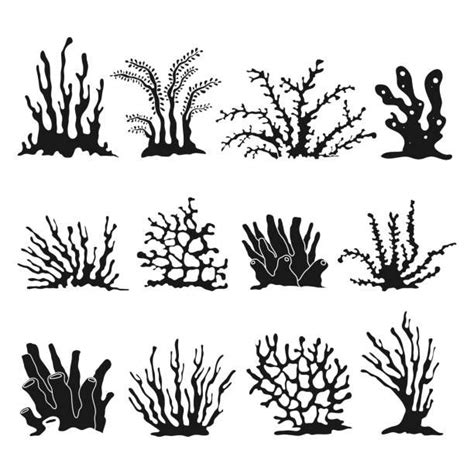 54 400 Seaweed Stock Illustrations Graphiques Vectoriels Libre De