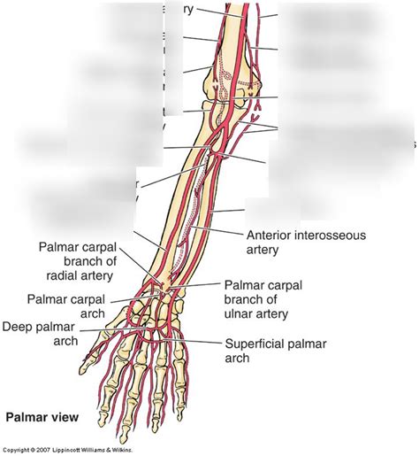 Radial Artery