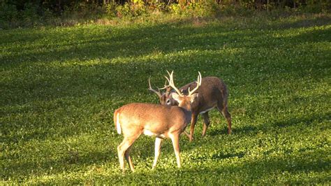 Planting A Successful Clover Food Plot Mossy Oak Gamekeeper