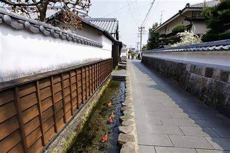 可以乾淨成這樣日本路邊水溝錦鯉游來游去 大人物 89563