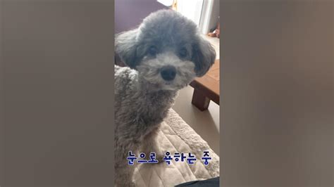 자꾸 떠봐서 화가난 강아지 🐶 강아지 푸들일상 Youtube